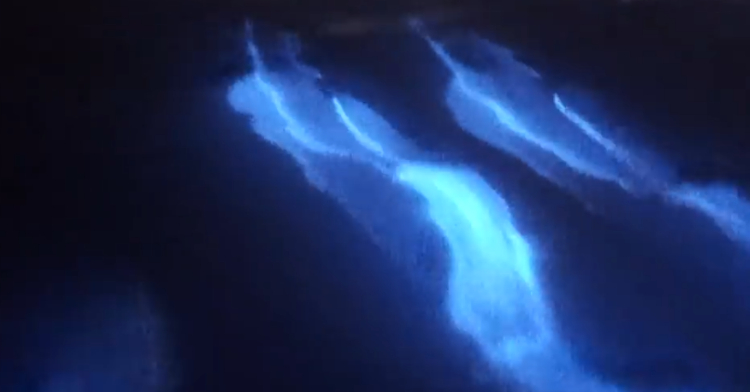 Photographer Captures Magical “Glowing” Dolphins Swimming At Night ...