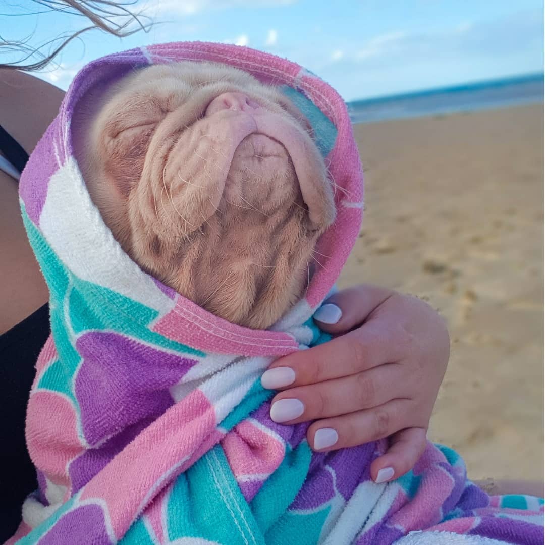 Rare Pink Pug Is So Adorable He Could Make Anyone Fall In Love ...