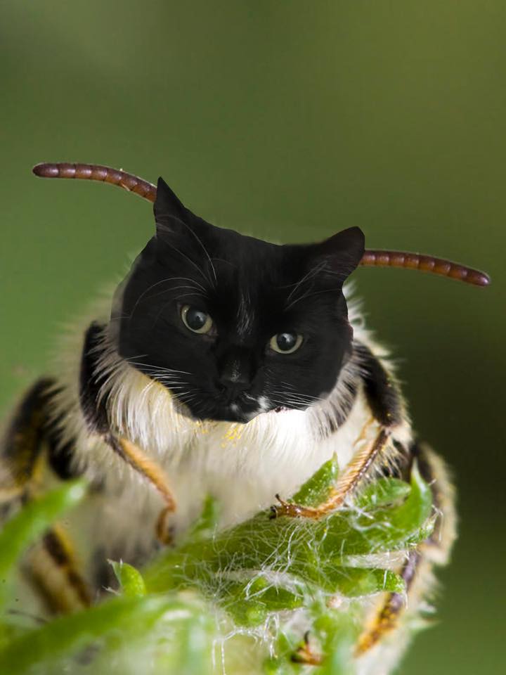15 People Photoshopped Their Cats’ Faces Onto Bees And We Can’t Stop ...