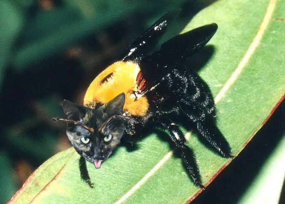 15 People Photoshopped Their Cats’ Faces Onto Bees And We Can’t Stop ...