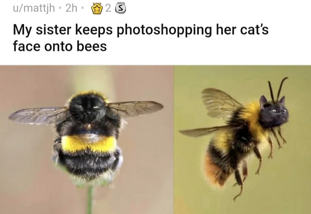 15 People Photoshopped Their Cats’ Faces Onto Bees And We Can’t Stop ...