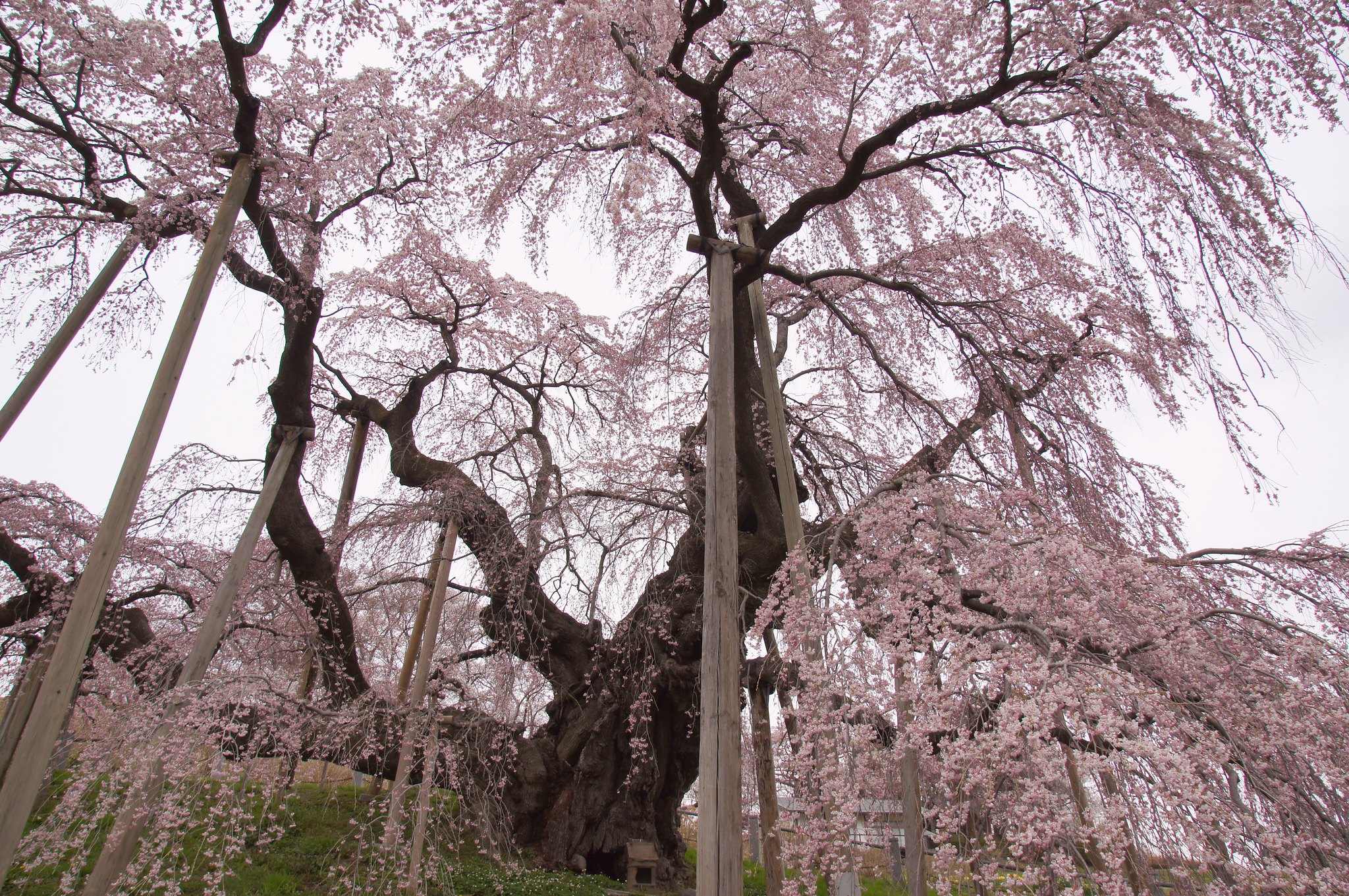 1,000-Yr-Old Cherry Tree Stands As Powerful Reminder That We Can Get ...