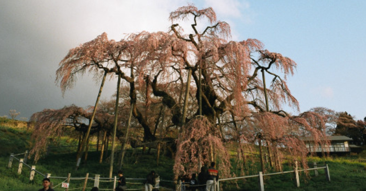 1,000-Yr-Old Cherry Tree Stands As Powerful Reminder That We Can Get ...