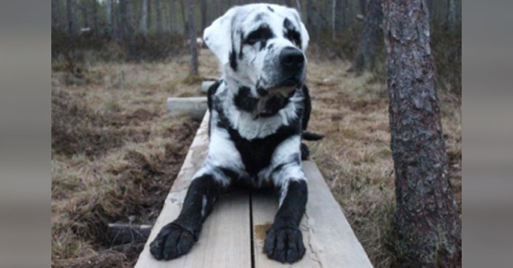 10-Yr-Old Black Lab With Vitiligo Is Stealing Hearts Online. – InspireMore
