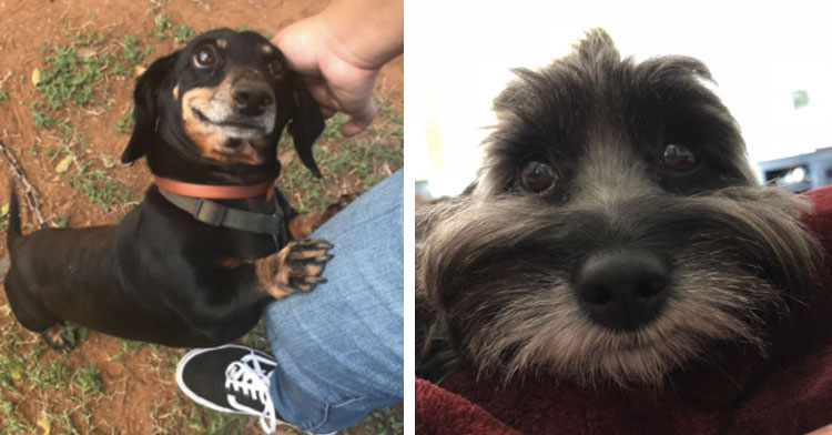 21 Pets That Love Their Humans So Much They Can't Stop Staring At Them ...