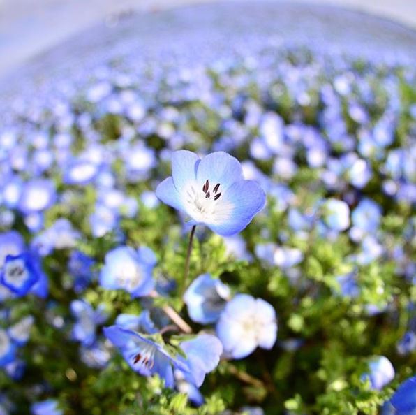15 Breathtaking Photos Of The Flower Fields In Japan’s Hitachi Seaside ...