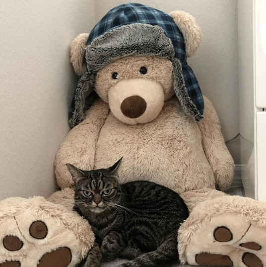 Angry Kitzia Is The New Grumpy Cat We Didn't Know We Needed. – InspireMore