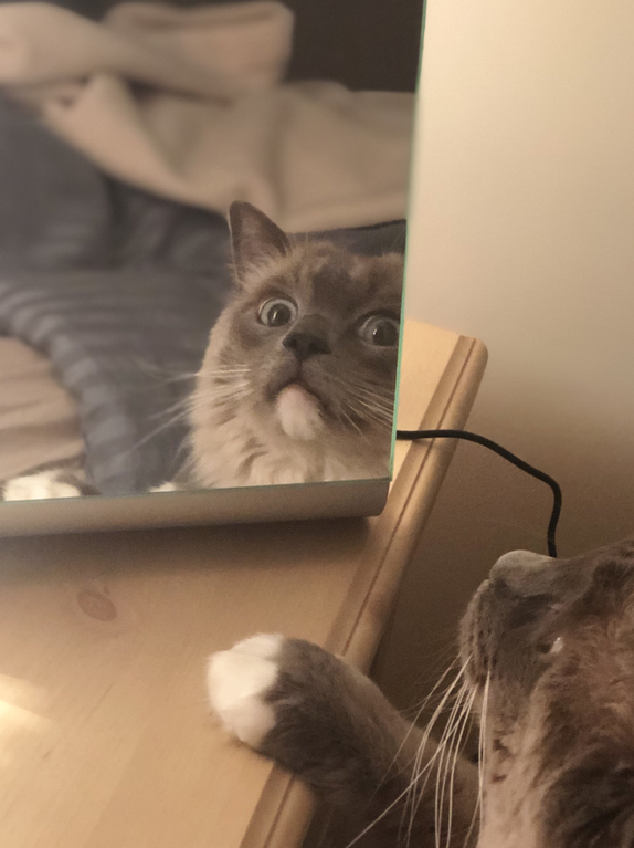 21 Animals Whose Minds Were Blown After Seeing Themselves In Mirror ...
