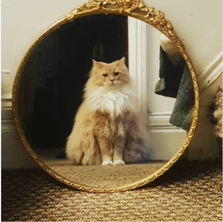 21 Animals Whose Minds Were Blown After Seeing Themselves In Mirror ...