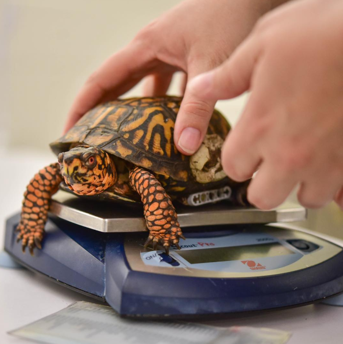 Turtle With Fractured Shell Makes Incredible Recovery Thanks To Lego ...