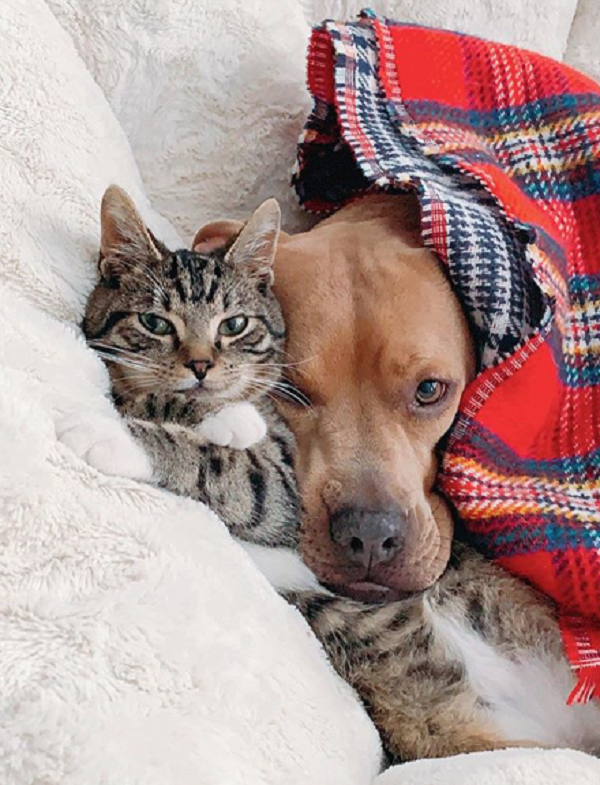 Rescue Pit Bull Falls In Love With Kitten And Their Friendship Is Too ...