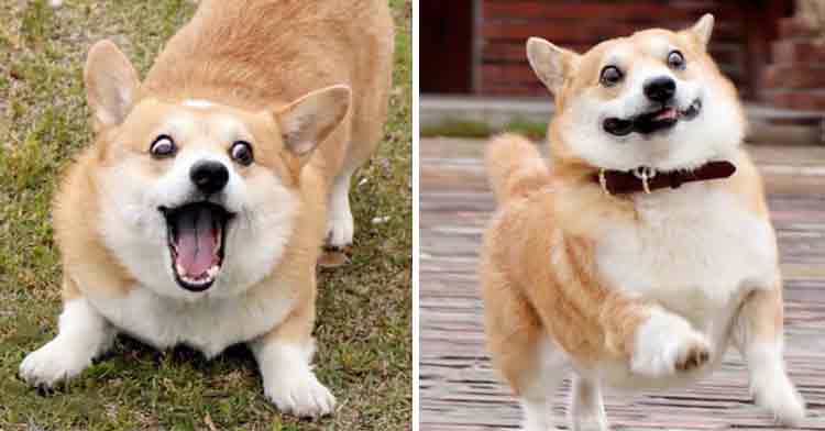 This Corgi Has Perfectly Hilarious Expressions For Every Occasion And ...