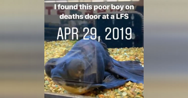 Woman Rescues Dying 10-Yr-Old Goldfish And His Transformation Is ...