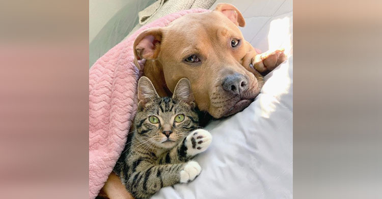 Rescue Pit Bull Falls In Love With Kitten And Their Friendship Is Too ...