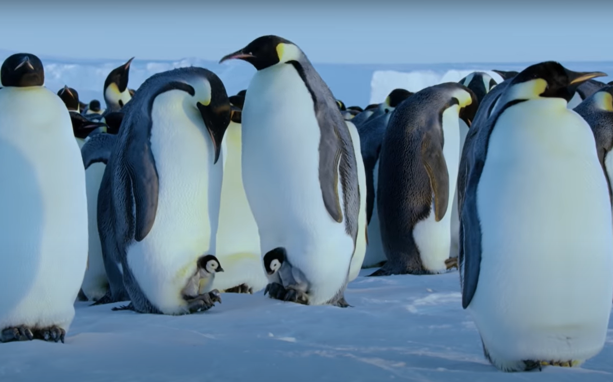 BBC Crew Breaks Their Own Rule To Save Stranded Penguins Trapped In Icy ...