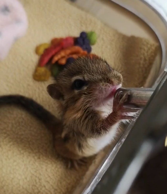 Adorable Video Captures Rescued Baby Chipmunk Taking 1st Bites Of Solid ...
