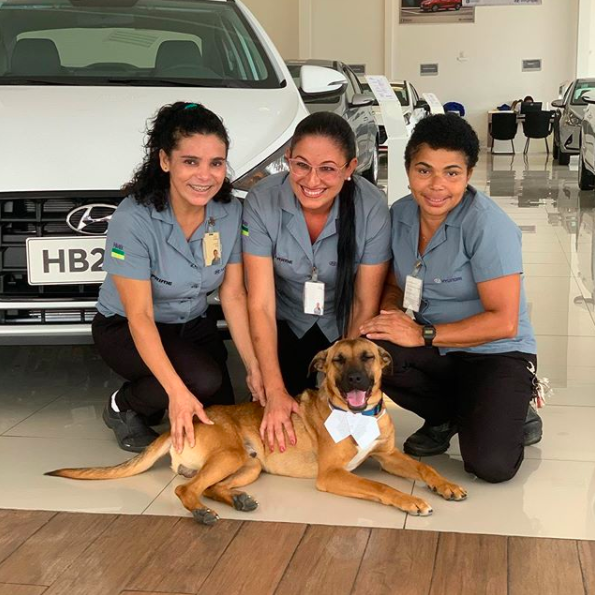 Car Dealership Adopts Stray Dog And Makes Him Their Cutest Employee ...