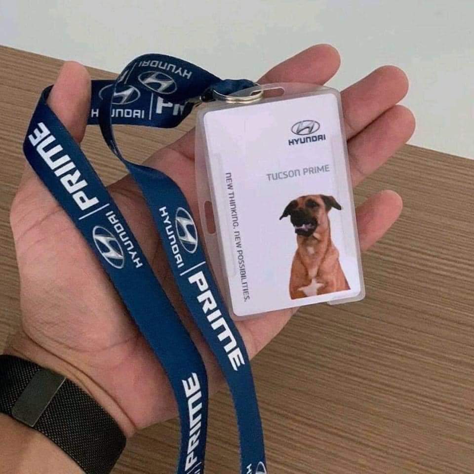 Car Dealership Adopts Stray Dog And Makes Him Their Cutest Employee ...