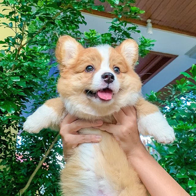Meet Baby, The Adorable Corgi Puppy Who's About To Steal Your Heart ...