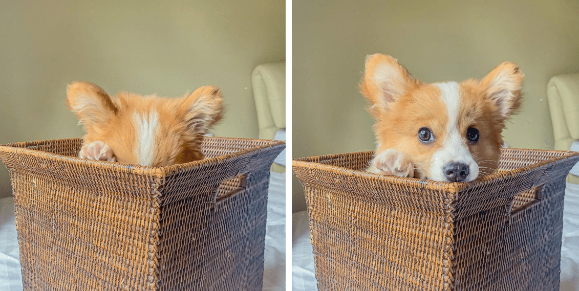Meet Baby, The Adorable Corgi Puppy Who's About To Steal Your Heart ...