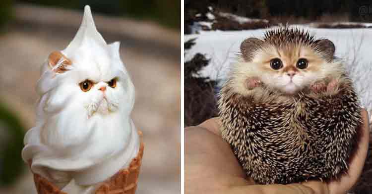 15 Quirky Cat Mash-Ups That Will Have You Laughing Out Loud – InspireMore