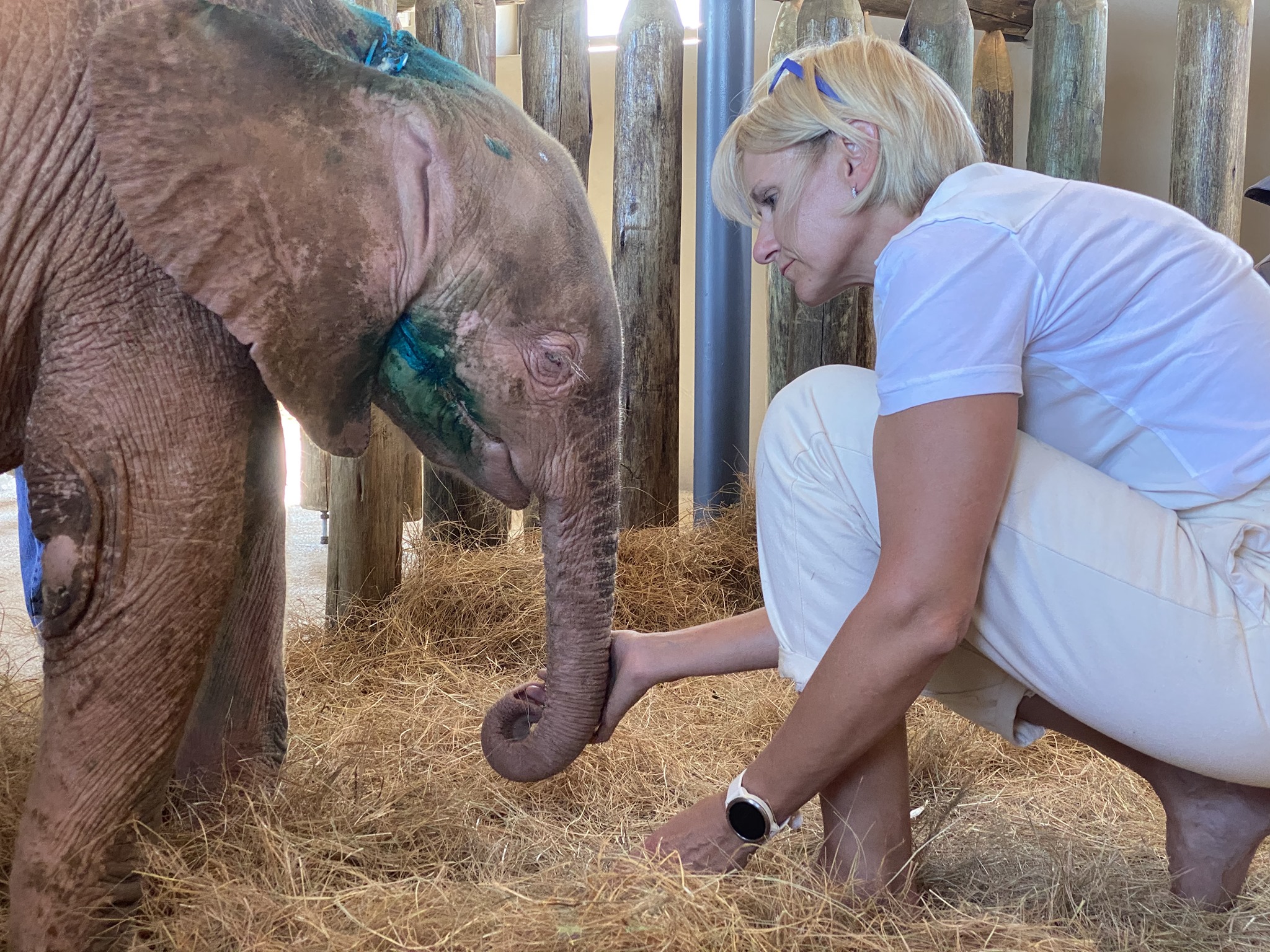 Albino Elephant Calf Who Was Caught In A Snare Warms Hearts With ...