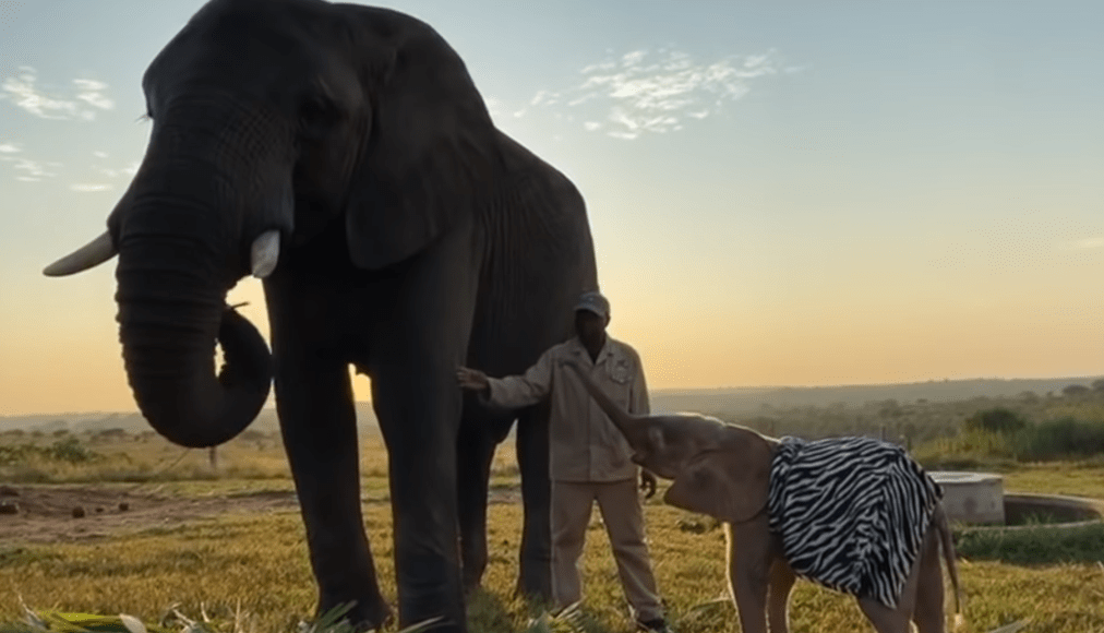 Albino Elephant Calf Who Was Caught In A Snare Warms Hearts With ...