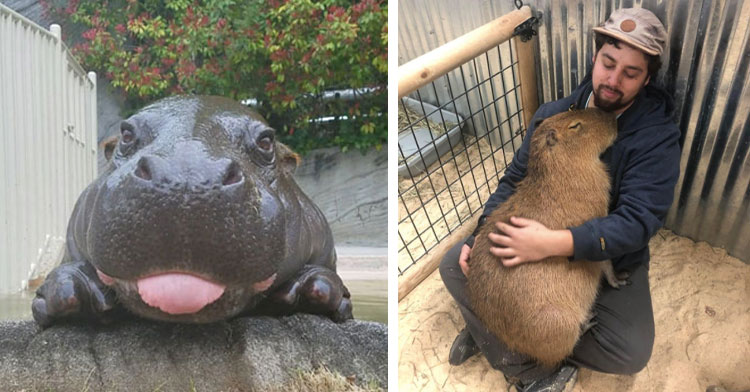 15 Wholesome Animal Pictures That Are Sure To Brighten Your Day