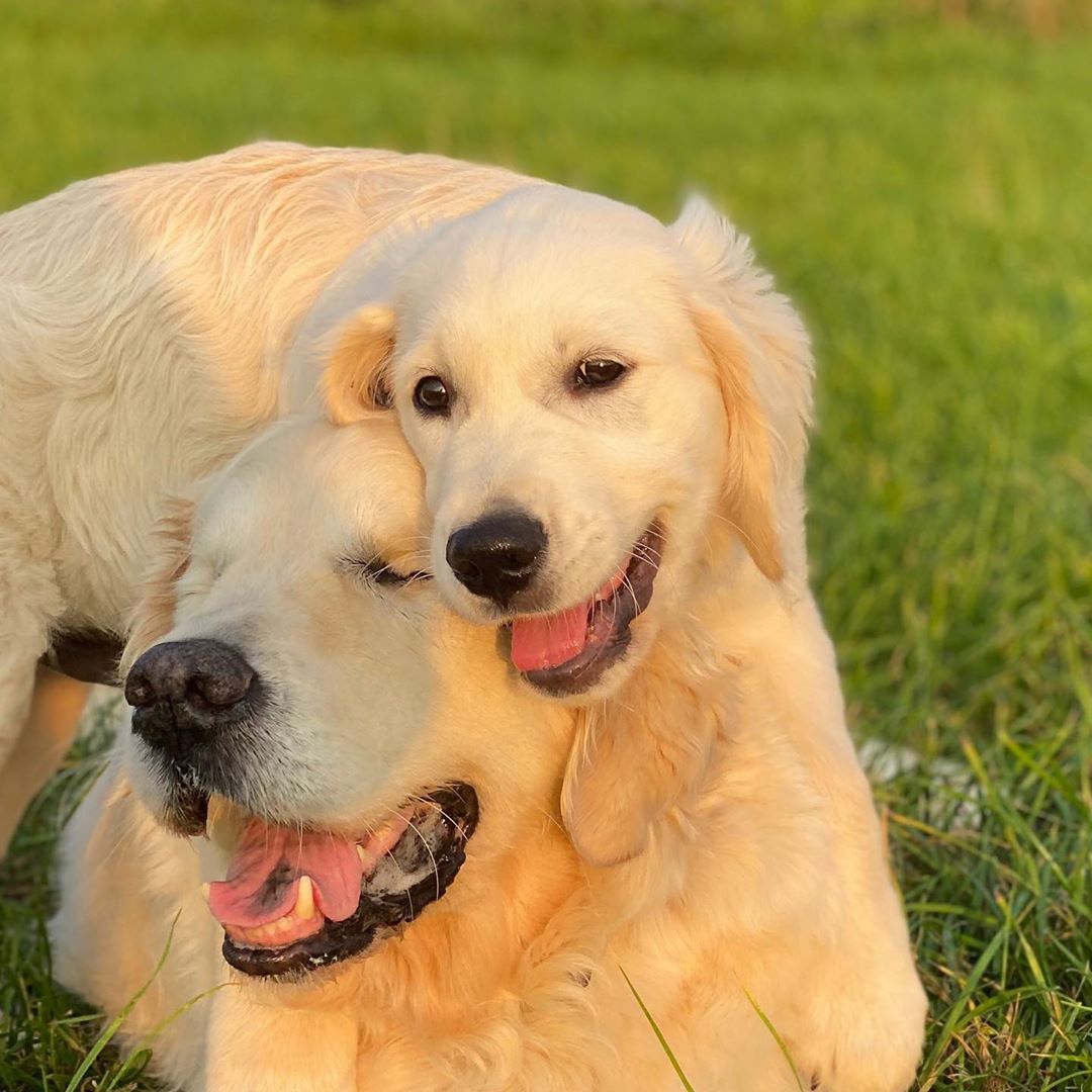 Golden Retriever Who Recently Went Blind Gets Big Help From Little ...