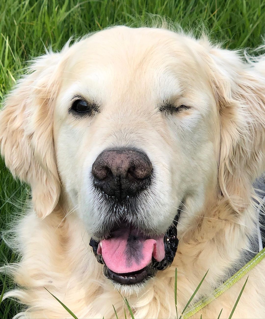 Golden Retriever Who Recently Went Blind Gets Big Help From Little ...