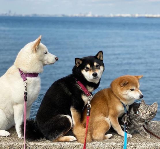 10 Times This Cat Fit In Perfectly With His Shiba Inu Siblings ...