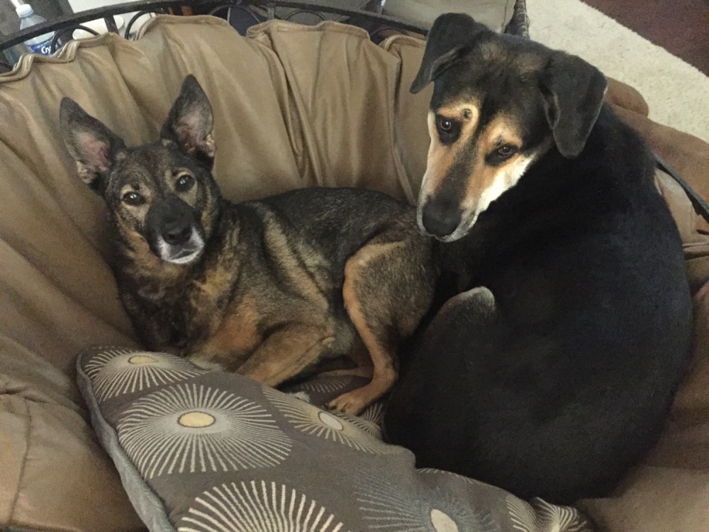 Soldiers Fall In Love With 4 Dogs Overseas And Fly Them 4,000 Miles To ...