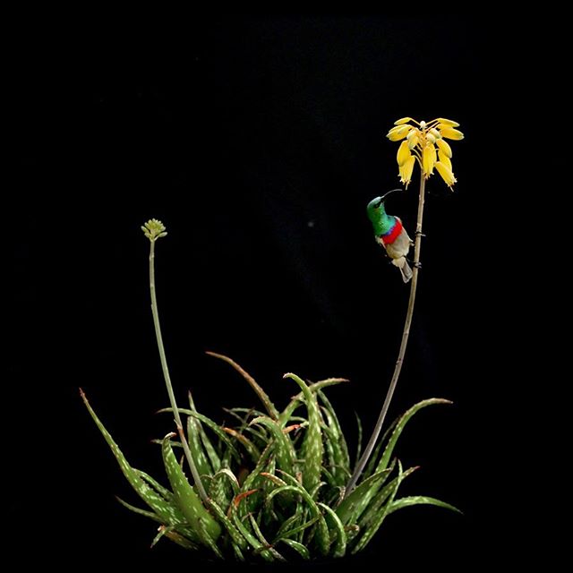 Photographer Captures Stunning Beauty Of South Africa In 15 "Plant ...