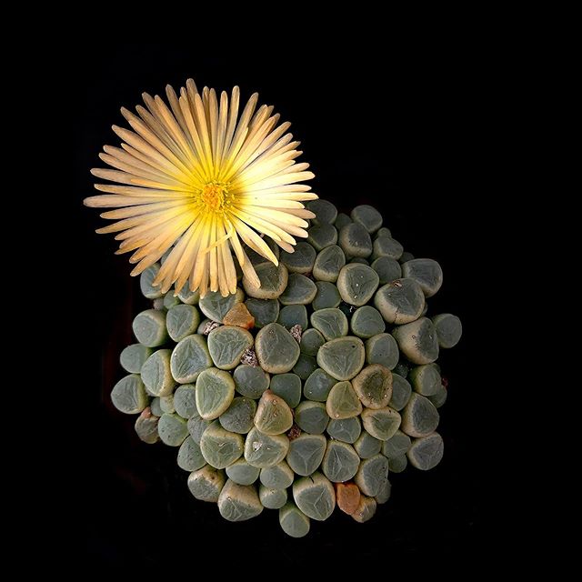 Photographer Captures Stunning Beauty Of South Africa In 15 "Plant ...