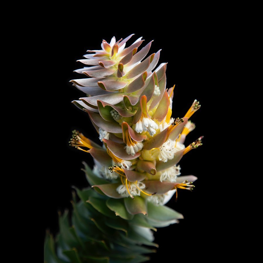 Photographer Captures Stunning Beauty Of South Africa In 15 "Plant ...