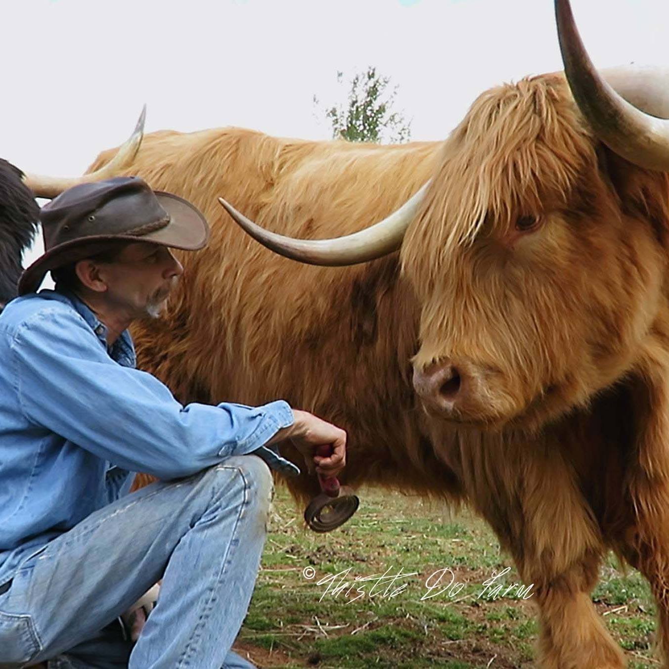 Farmer Becomes Best Friends With 2 Massive Cows And They Love Cuddling ...