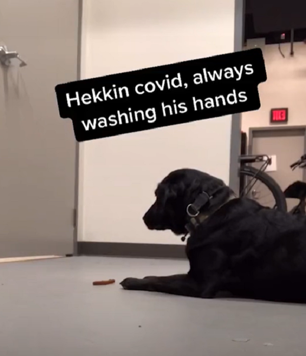 Police Officer & New K9 Partner Unite Community With Adorable Videos Of ...