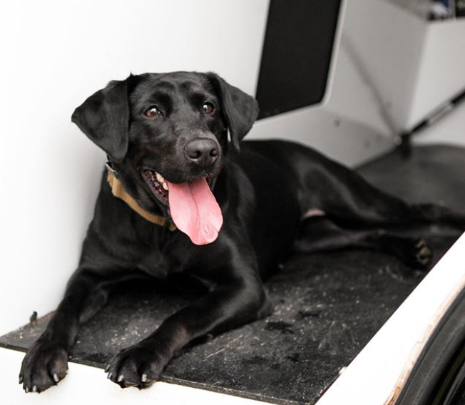 Police Officer & New K9 Partner Unite Community With Adorable Videos Of ...
