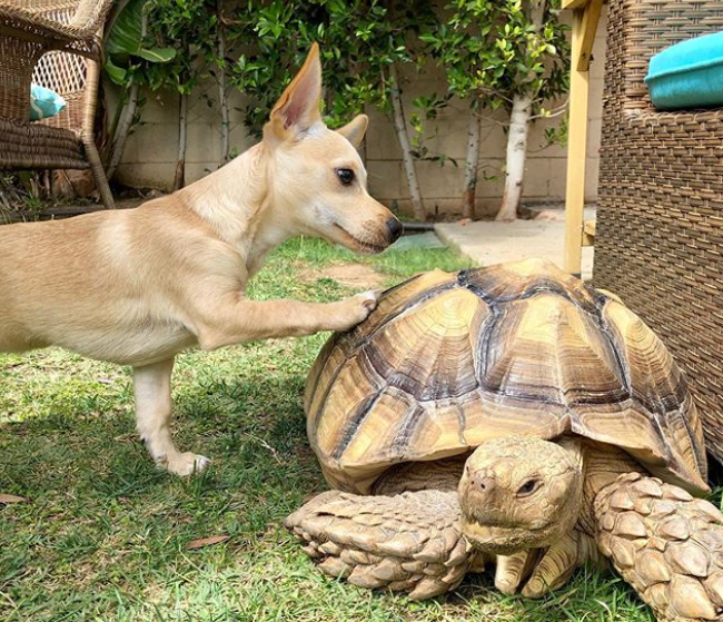 Tiny Puppy Meets Rescue Tortoise And It's Love At 1st Sniff. – InspireMore