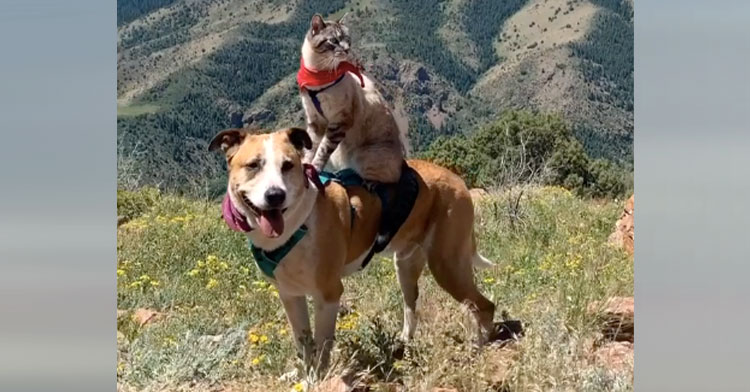 Dog Carries Cat Brother On His Back For The Most Adorable Family Hikes ...