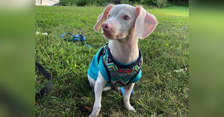 Meet Piglet, The Blind, Deaf Dog Who's Inspiring Children To Think ...