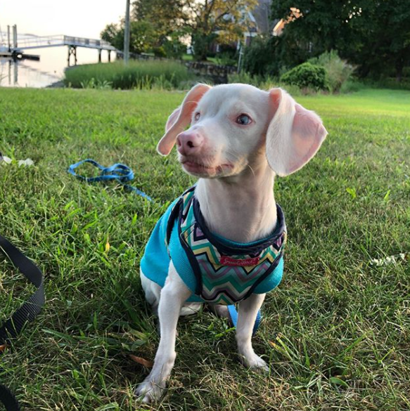 Meet Piglet, The Blind, Deaf Dog Who's Inspiring Children To Think ...