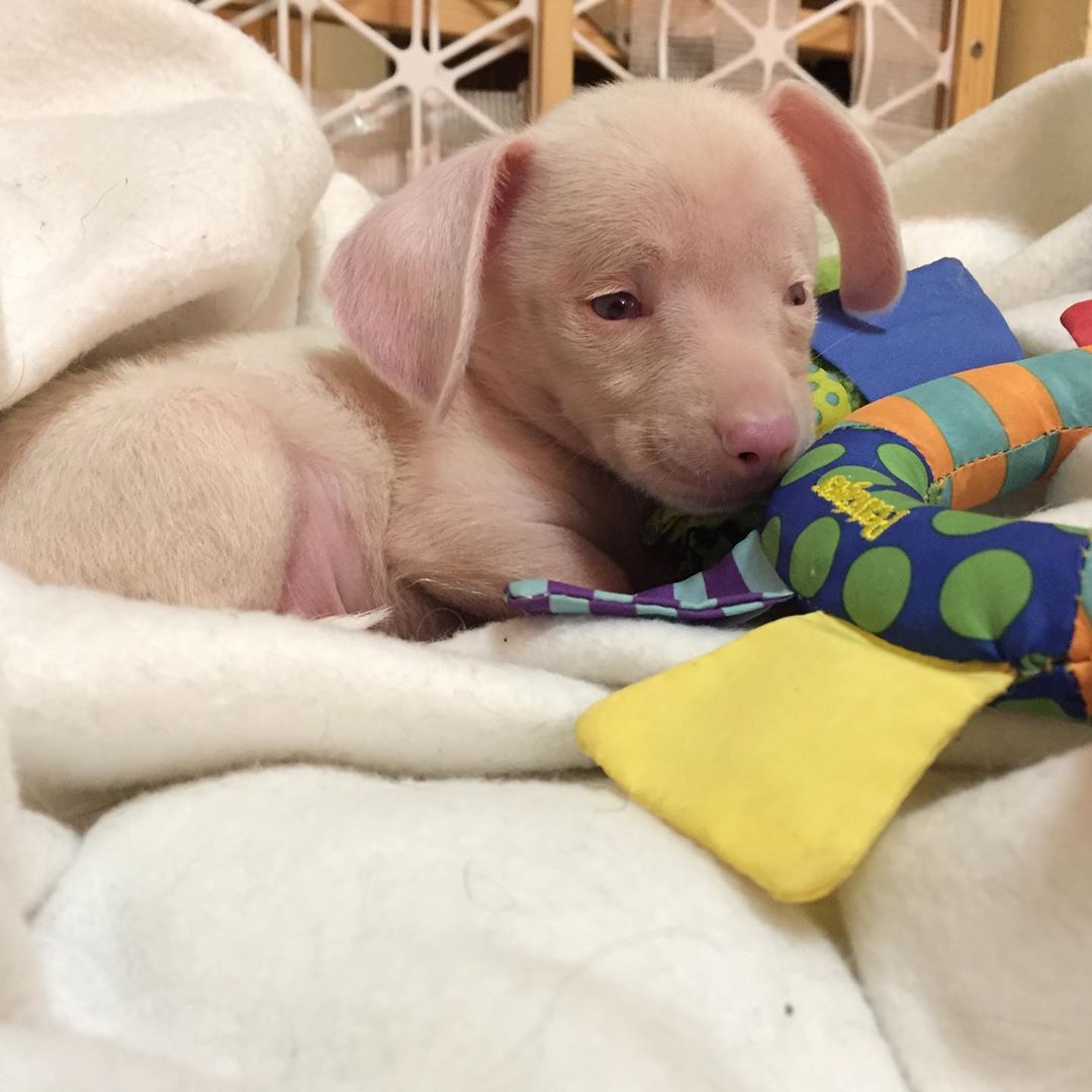 Meet Piglet, The Blind, Deaf Dog Who's Inspiring Children To Think ...
