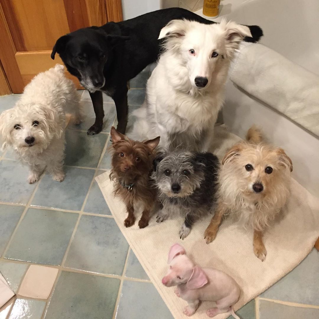 Meet Piglet, The Blind, Deaf Dog Who's Inspiring Children To Think ...