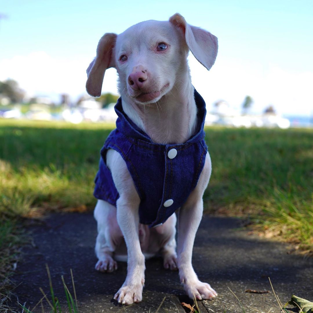 Meet Piglet, The Blind, Deaf Dog Who's Inspiring Children To Think ...
