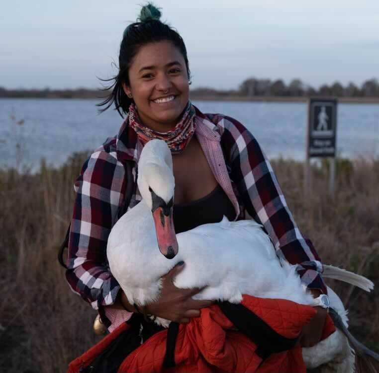 Woman Goes On Epic Quest To Carry 17-Lb Injured Swan Through NYC To ...