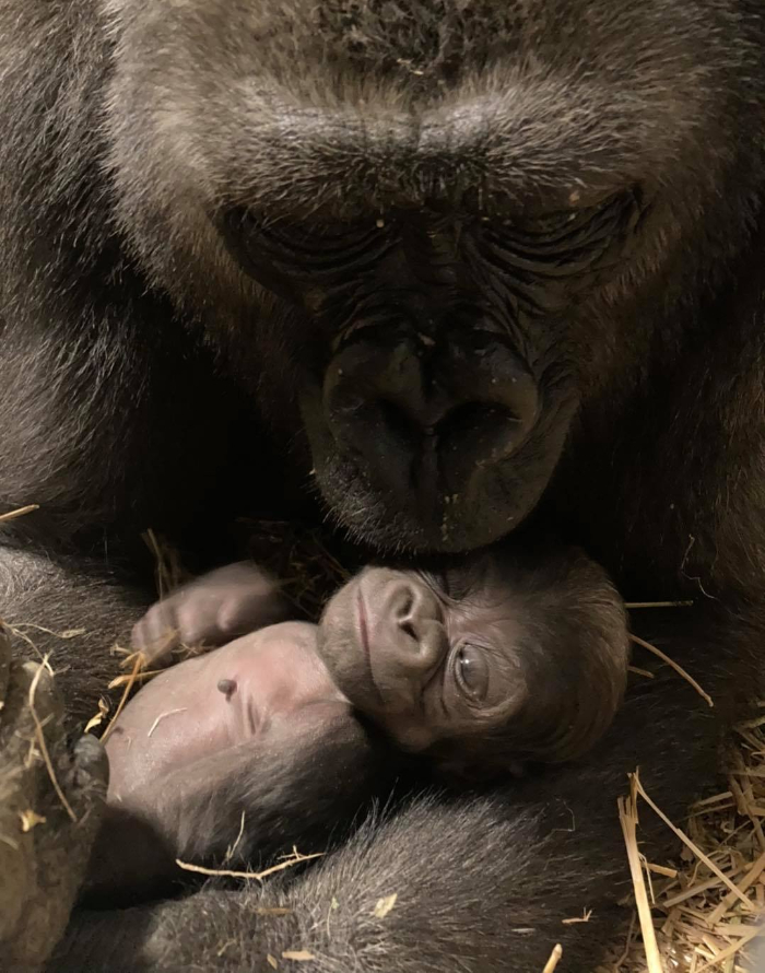 Mama Gorilla Welcomes Adorable Baby Boy And The Internet Can't Get ...