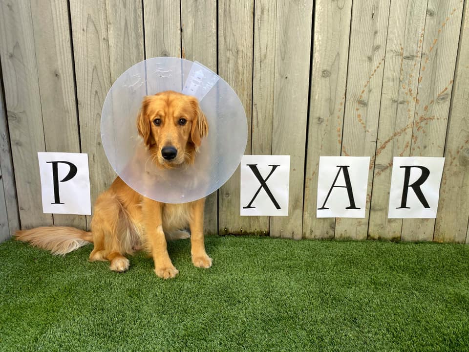 Dog Mom Transforms Golden Retriever’s Medical Cone Into Hilarious ...
