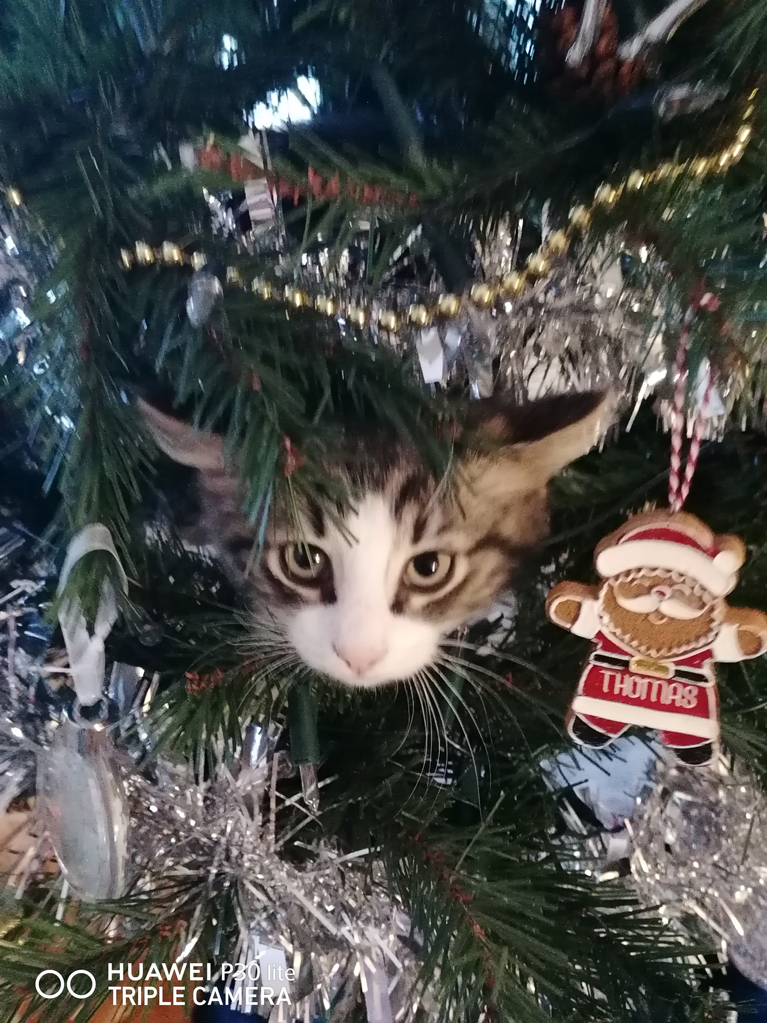 15 People Who Went Above And Beyond To Pet-Proof Their Christmas Trees ...