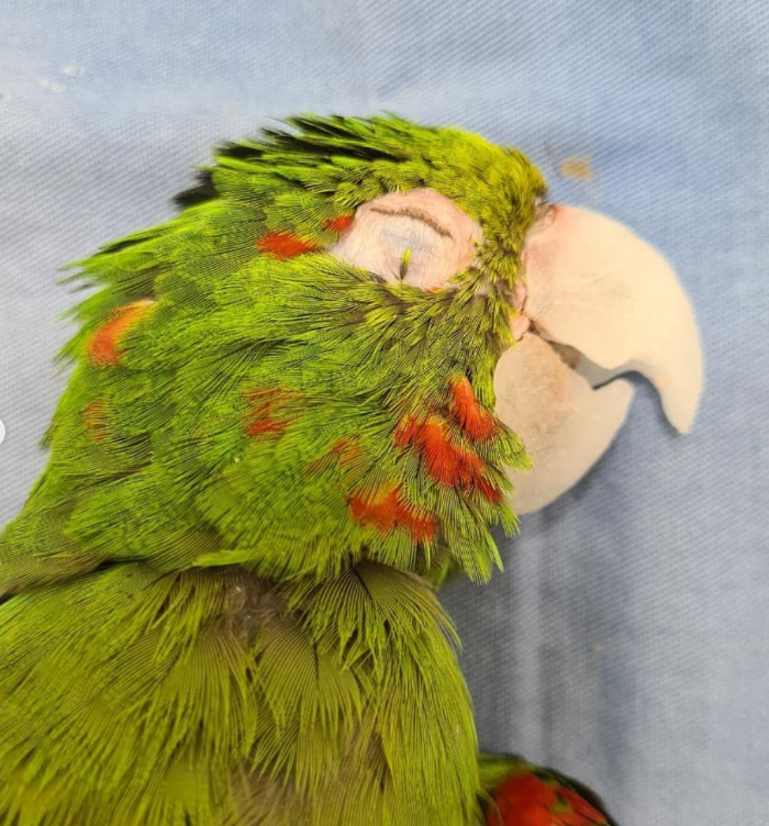 Animal Rescuers Take In Parrot With Severely Damaged Beak And Build Him ...